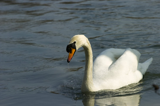 「Labod」の写真素材 | 17件の無料イラスト画像 | Adobe Stock