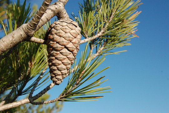 Pigne Bilder – Durchsuchen 3,231 Archivfotos, Vektorgrafiken und Videos ...