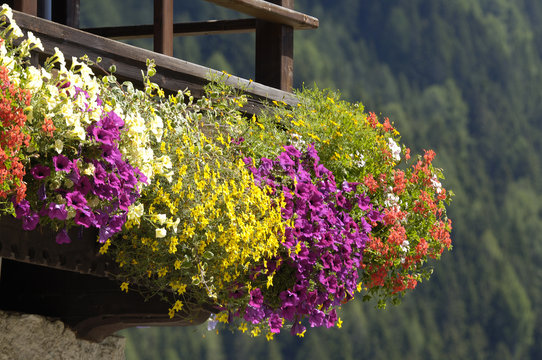 Balkonblumen Imagens – Procure 1,790 fotos, vetores e vídeos | Adobe Stock