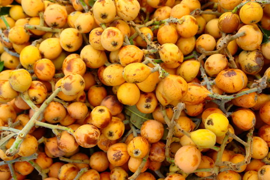 Imagens de Bibasse – Explore Fotografias do Stock, Vetores e Vídeos de ...