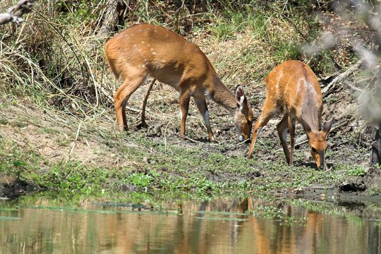 รูปภาพBushbuck – เลือกดูภาพถ่ายสต็อก เวกเตอร์ และวิดีโอ1,427 | Adobe Stock