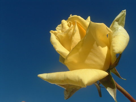 Fuchs-Rose Bilder – Durchsuchen 926 Archivfotos, Vektorgrafiken und ...