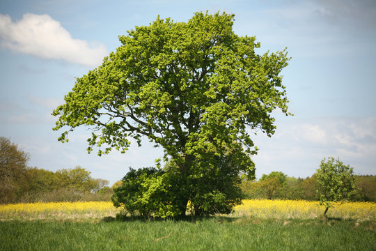 「Sommereiche」の画像 - 143 件の Stock 写真、ベクターおよびビデオ | Adobe Stock
