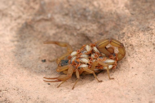 180 BEST Centruroides IMAGES, STOCK PHOTOS & VECTORS | Adobe Stock