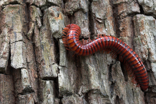 รูปภาพMillipede – เลือกดูภาพถ่ายสต็อก เวกเตอร์ และวิดีโอ11,625 | Adobe ...