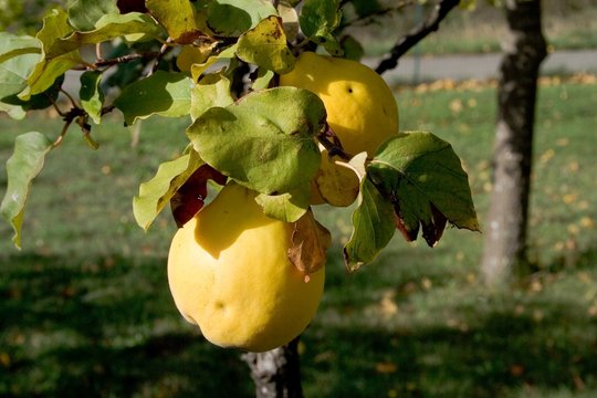 Coing Images – Browse 713 Stock Photos, Vectors, and Video | Adobe Stock