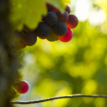 "Cep De Vigne" - Images et vidéos libres de droits | Adobe Stock