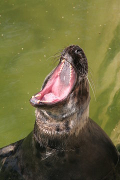 Aaaaa Images – Browse 170 Stock Photos, Vectors, and Video | Adobe Stock