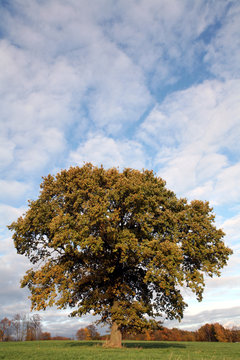 「Sommereiche」の画像 - 143 件の Stock 写真、ベクターおよびビデオ | Adobe Stock