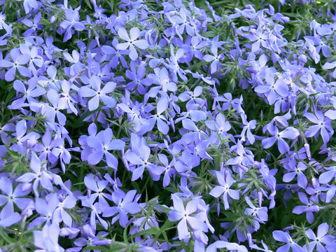 Imágenes de Flox: descubre bancos de fotos, ilustraciones, vectores y ...