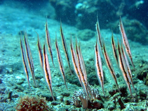 「Razorfish」の写真素材 | 380件の無料イラスト画像 | Adobe Stock