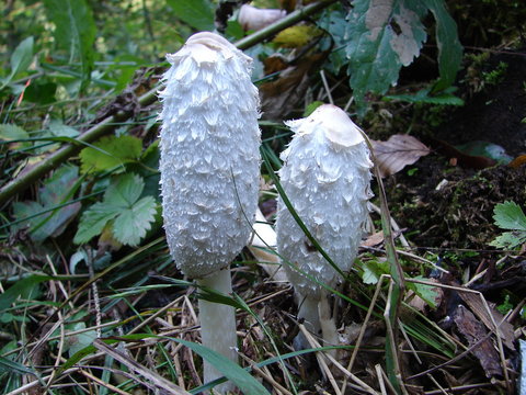 รูปภาพCoprin – เลือกดูภาพถ่ายสต็อก เวกเตอร์ และวิดีโอ229 | Adobe Stock