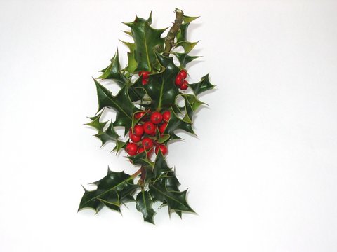 "Holly Sprig" Images – Browse 108 Stock Photos, Vectors, and Video ...