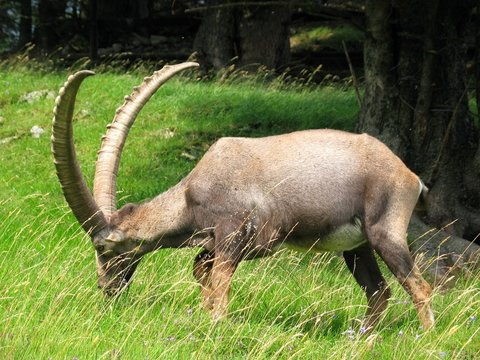 รูปภาพBouquetin – เลือกดูภาพถ่ายสต็อก เวกเตอร์ และวิดีโอ34,359 | Adobe ...