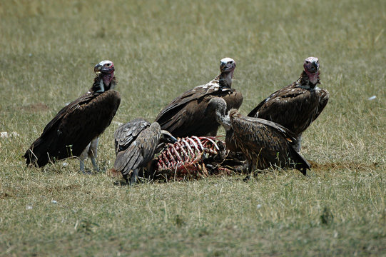 「Aasgeier」の画像 - 265 件の Stock 写真、ベクターおよびビデオ | Adobe Stock