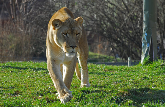 รูปภาพLionees – เลือกดูภาพถ่ายสต็อก เวกเตอร์ และวิดีโอ552 | Adobe Stock