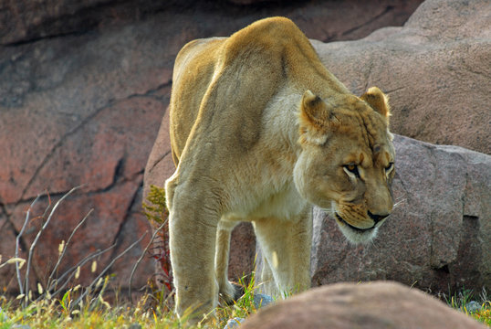 Lionees Images – Browse 651 Stock Photos, Vectors, and Video | Adobe Stock