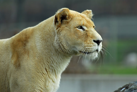 「Lionees」の画像 - 552 件の Stock 写真、ベクターおよびビデオ | Adobe Stock