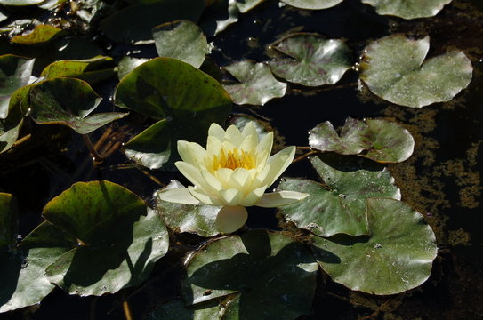 「Fdfsf」の写真素材 | 1件の無料イラスト画像 | Adobe Stock