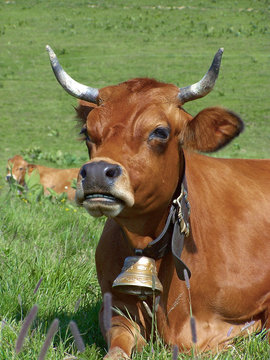 "Vach-Bilder: Stock-Fotos & -Videos. | Adobe Stock