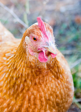 Woddle Images – Browse 47 Stock Photos, Vectors, and Video | Adobe Stock