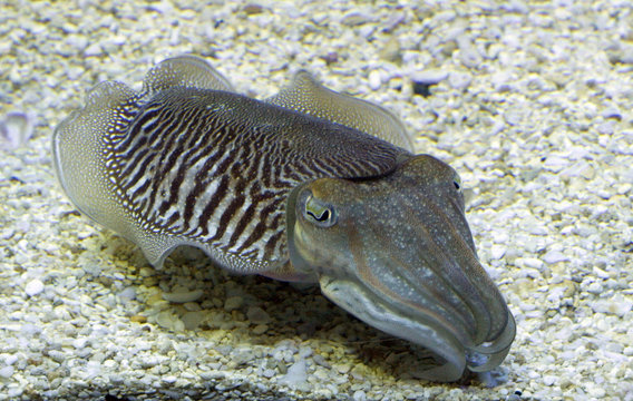 รูปภาพCuttlefishes – เลือกดูภาพถ่ายสต็อก เวกเตอร์ และวิดีโอ52,349 ...