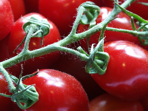 Rispen-Tomaten Bilder – Durchsuchen 2,604 Archivfotos, Vektorgrafiken ...