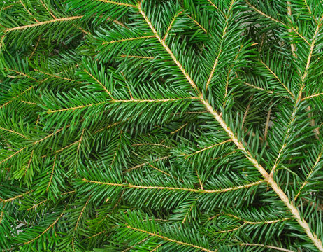 Fir-Grove Images – Browse 36 Stock Photos, Vectors, and Video | Adobe Stock