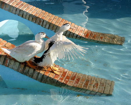 Imágenes de Cocasse: descubre bancos de fotos, ilustraciones, vectores ...