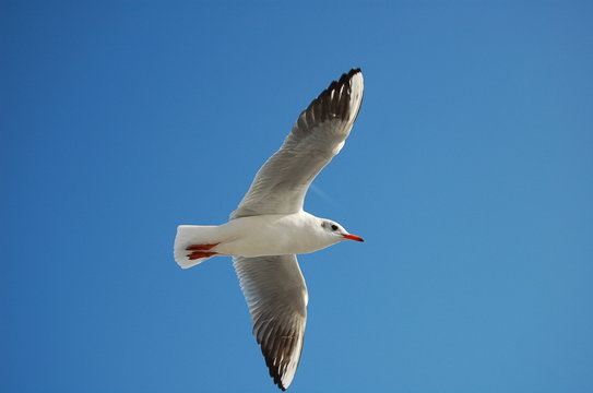 Gfhfgh Images – Browse 5 Stock Photos, Vectors, and Video | Adobe Stock