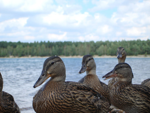 「Wildenten」の写真素材 | 1,382件の無料イラスト画像 | Adobe Stock