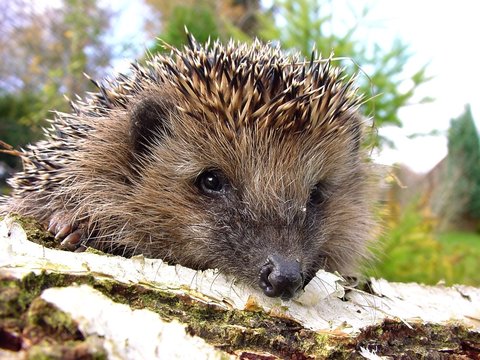 「Igel」の写真素材 | 6,603件の無料イラスト画像 | Adobe Stock