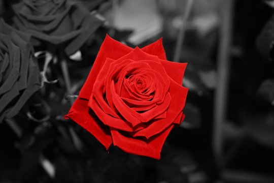 Flamen Images – Browse 426 Stock Photos, Vectors, and Video | Adobe Stock