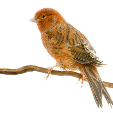 Canaris-Bilder: Stock-Fotos & -Videos. | Adobe Stock