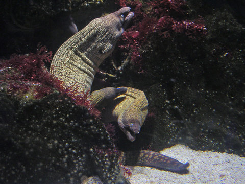 Murena Images – Browse 399 Stock Photos, Vectors, and Video | Adobe Stock