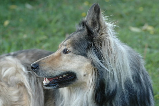 Lessie Bilder – Durchsuchen 341 Archivfotos, Vektorgrafiken und Videos ...