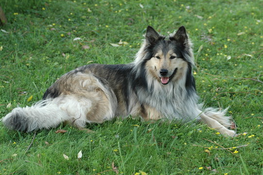 Lessie Images – Browse 435 Stock Photos, Vectors, and Video | Adobe Stock