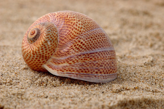 รูปภาพCoquillage – เลือกดูภาพถ่ายสต็อก เวกเตอร์ และวิดีโอ12,712 | Adobe ...