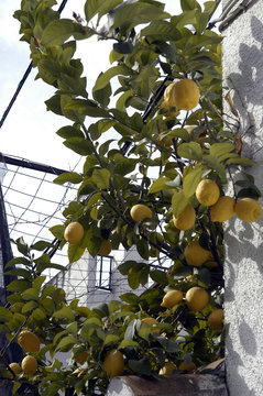 Limonare-Bilder: Stock-Fotos & -Videos. | Adobe Stock