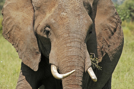 Imagens de Pachiderma – Explore Fotografias do Stock, Vetores e Vídeos ...