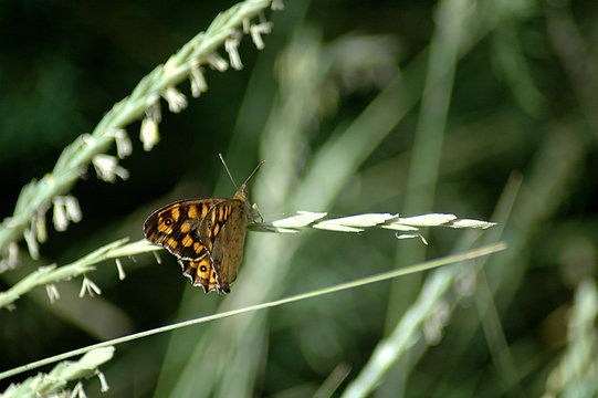 Papilionaceous Bilder – Durchsuchen 75 Archivfotos, Vektorgrafiken und ...