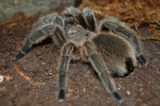 「Mygale」の写真素材 | 189件の無料イラスト画像 | Adobe Stock