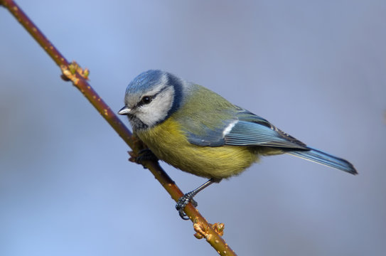 Titmice 이미지 – 찾아보기 156,767 스톡 사진, 벡터 및 비디오 | Adobe Stock