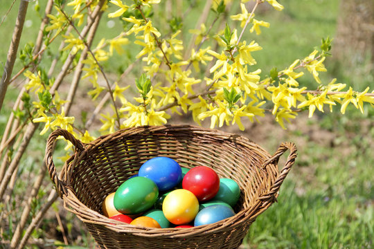 Osterstrauch bilder – Bläddra bland 814 stockfoton, vektorer och videor ...