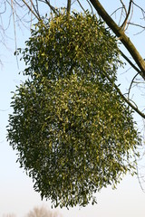 "boule De Gui" : photos, illustrations, vecteurs et vidéos libres de ...