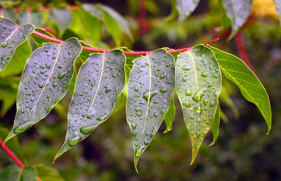 Foliole bilder – Bläddra bland 1,206 stockfoton, vektorer och videor ...