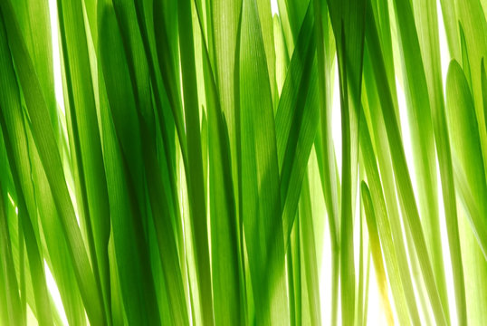 Imagens de Greengrass – Explore Fotografias do Stock, Vetores e Vídeos ...