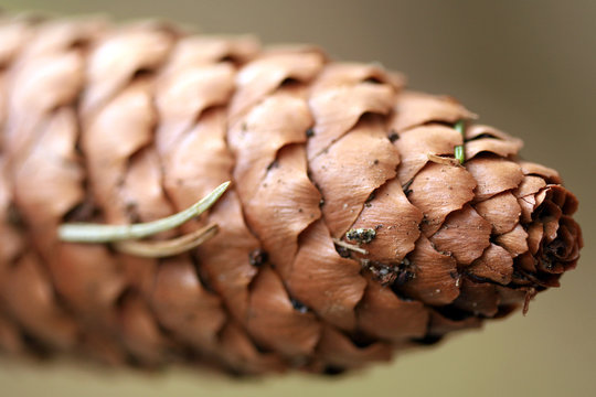 Pive Bilder – Durchsuchen 26 Archivfotos, Vektorgrafiken und Videos ...