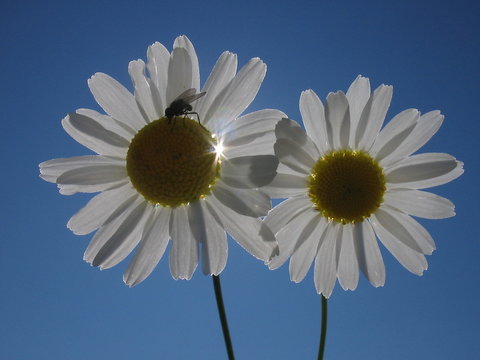 "Two Flowers" Images – Browse 940 Stock Photos, Vectors, and Video ...