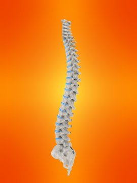 Diskopathie Images – Browse 57 Stock Photos, Vectors, and Video | Adobe ...